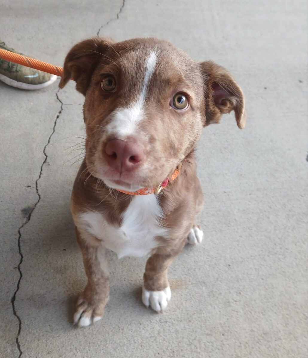 Waggles (cell dog) | The Road Home Animal Project